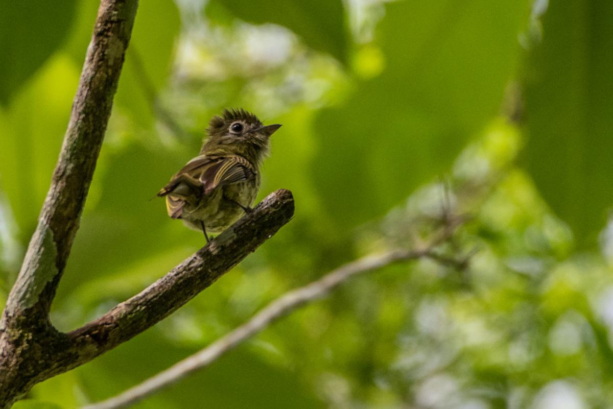 Gallery - Belize Birding Tours with Paradise Expeditions